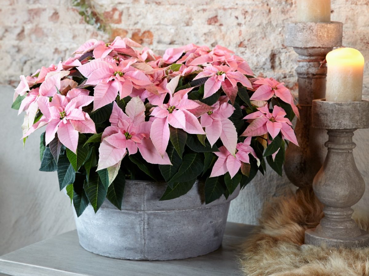 Princettia® - Instant Ambiance for home & garden - Poinsettia (Euphorbia)